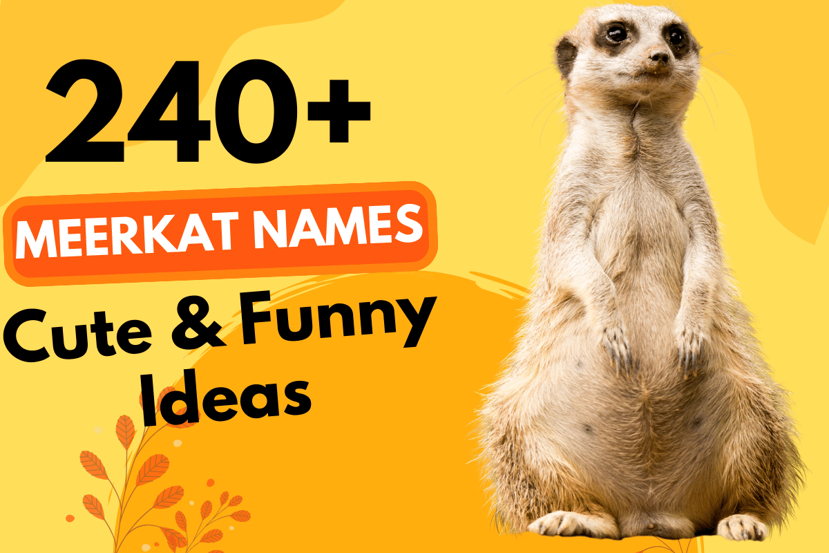 240+ Cute & Catchy Meerkat Names For Your Special Buddy