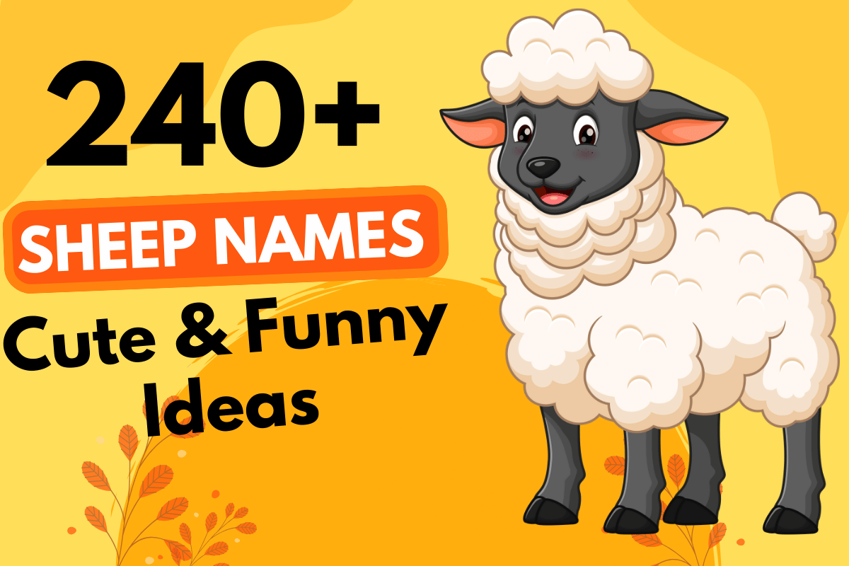 240+ Cute & Funny Sheep Names For Your Beloved Buddy