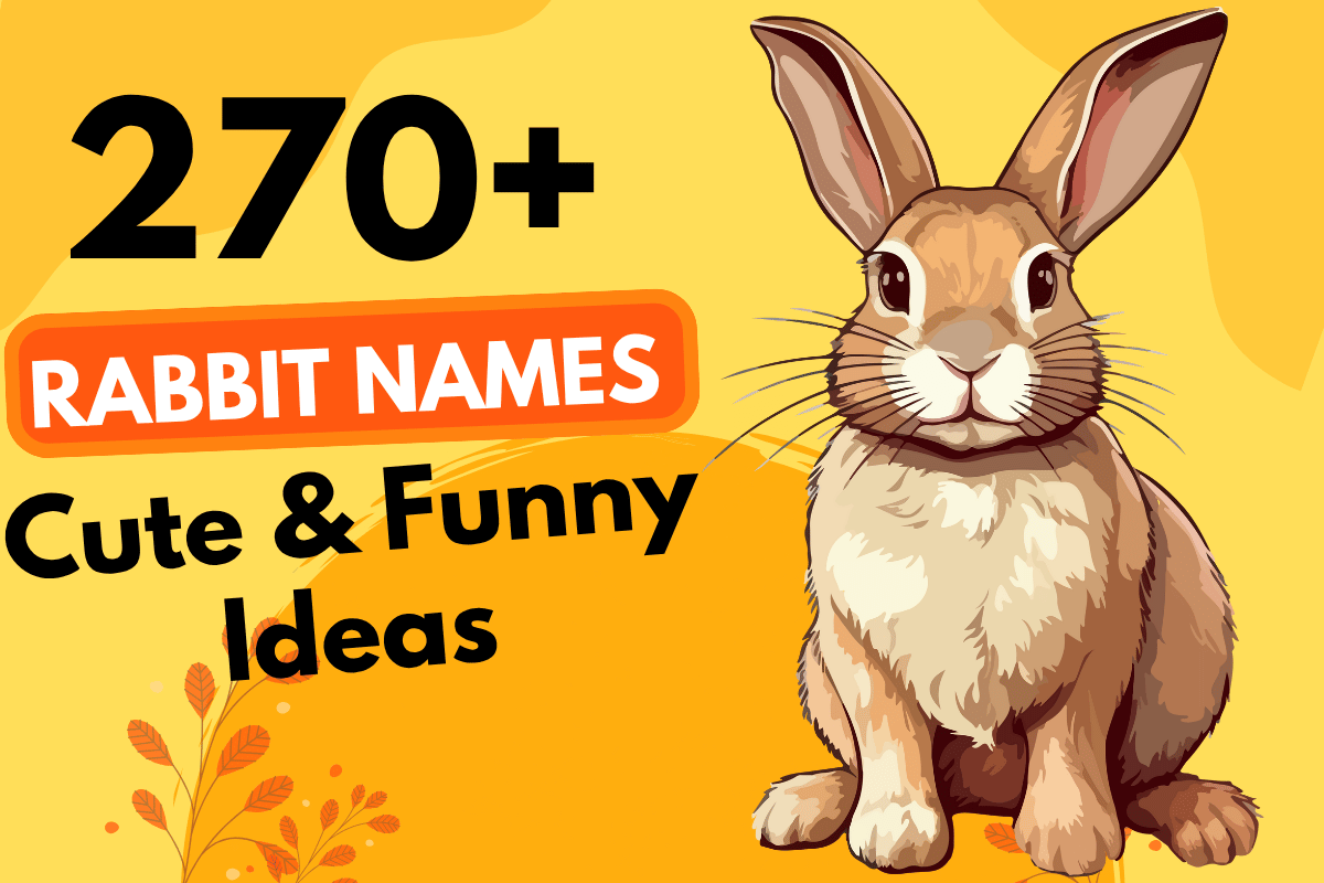 270+ Cute & Funny Rabbit Names For Your Cute Bunny