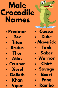 210+ Cute & Funny Crocodile Names For Your Reptile Buddy