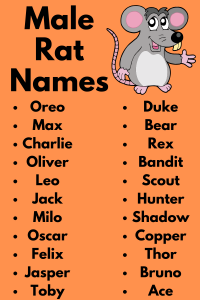 240+ Cute & Funny Rat Names For Your Loving Companions