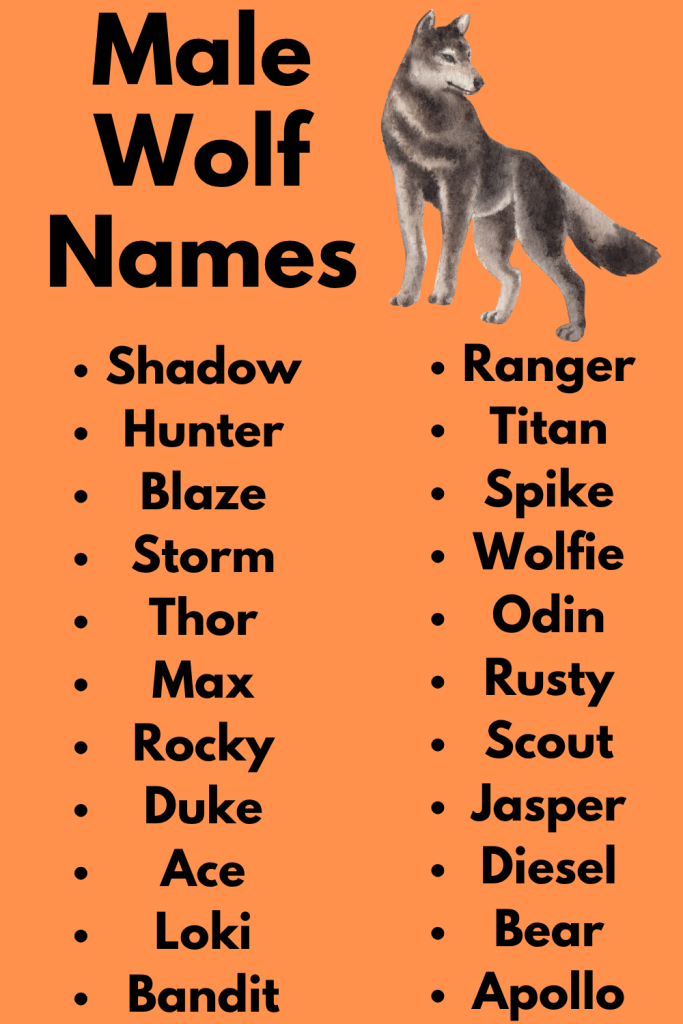 240+ Cute & Funny Wolf Names For Your Badass Pet