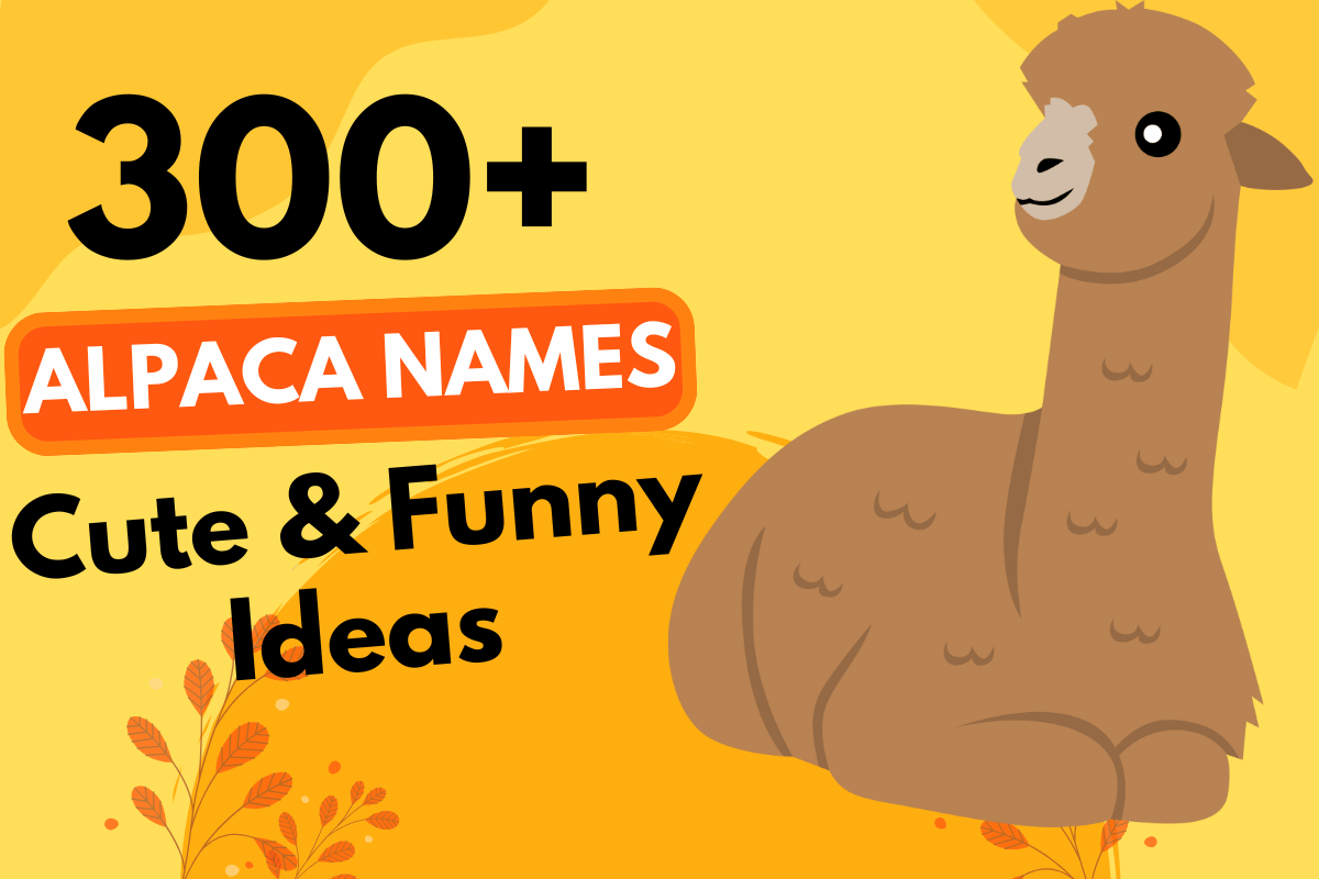 300+ Cute & Catchy Alpaca Names For Your Fluffy Pet