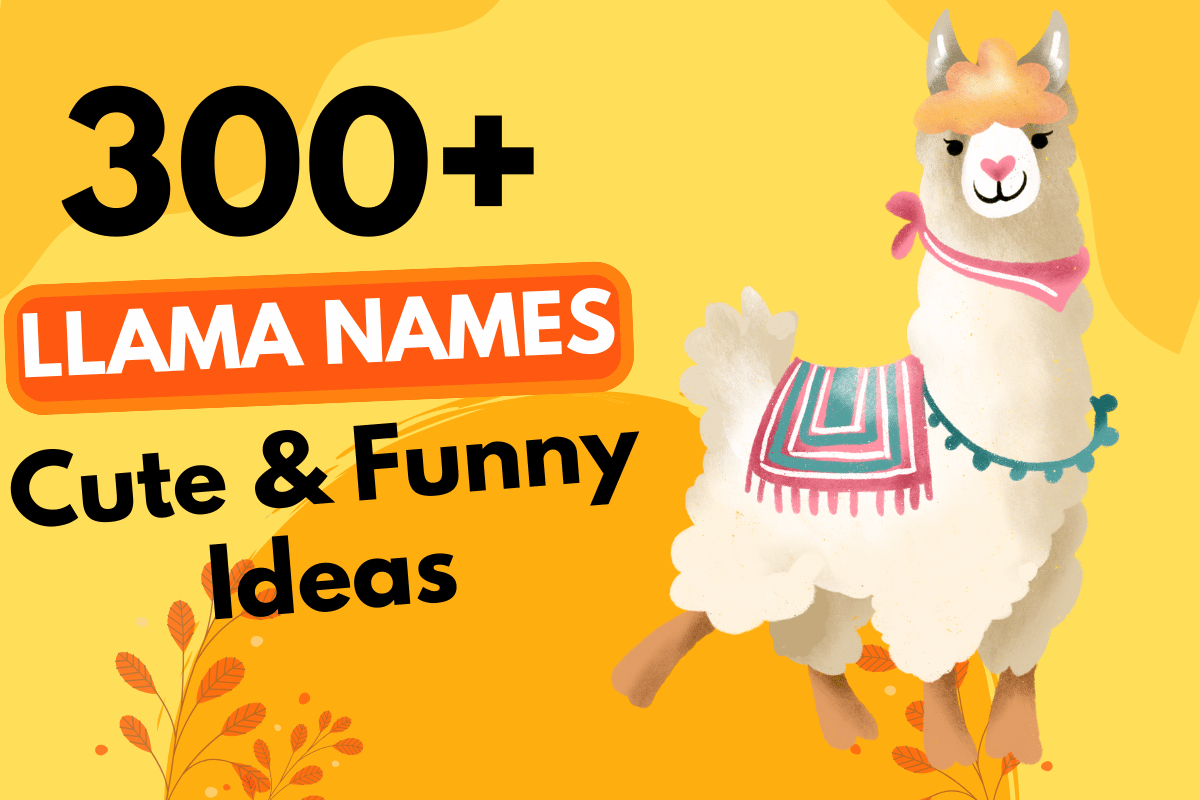 300+ Cute & Funny Llama Names For Your Sweet Buddy