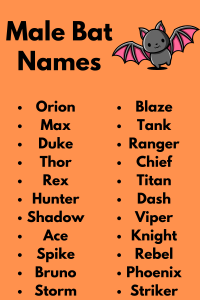 240+ Cute And Funny Bat Names For Your Winged Buddy - Names Plop