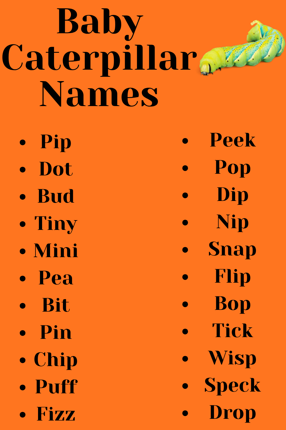 240+ Cute & Funny Caterpillar Names For Your Crawling Pet