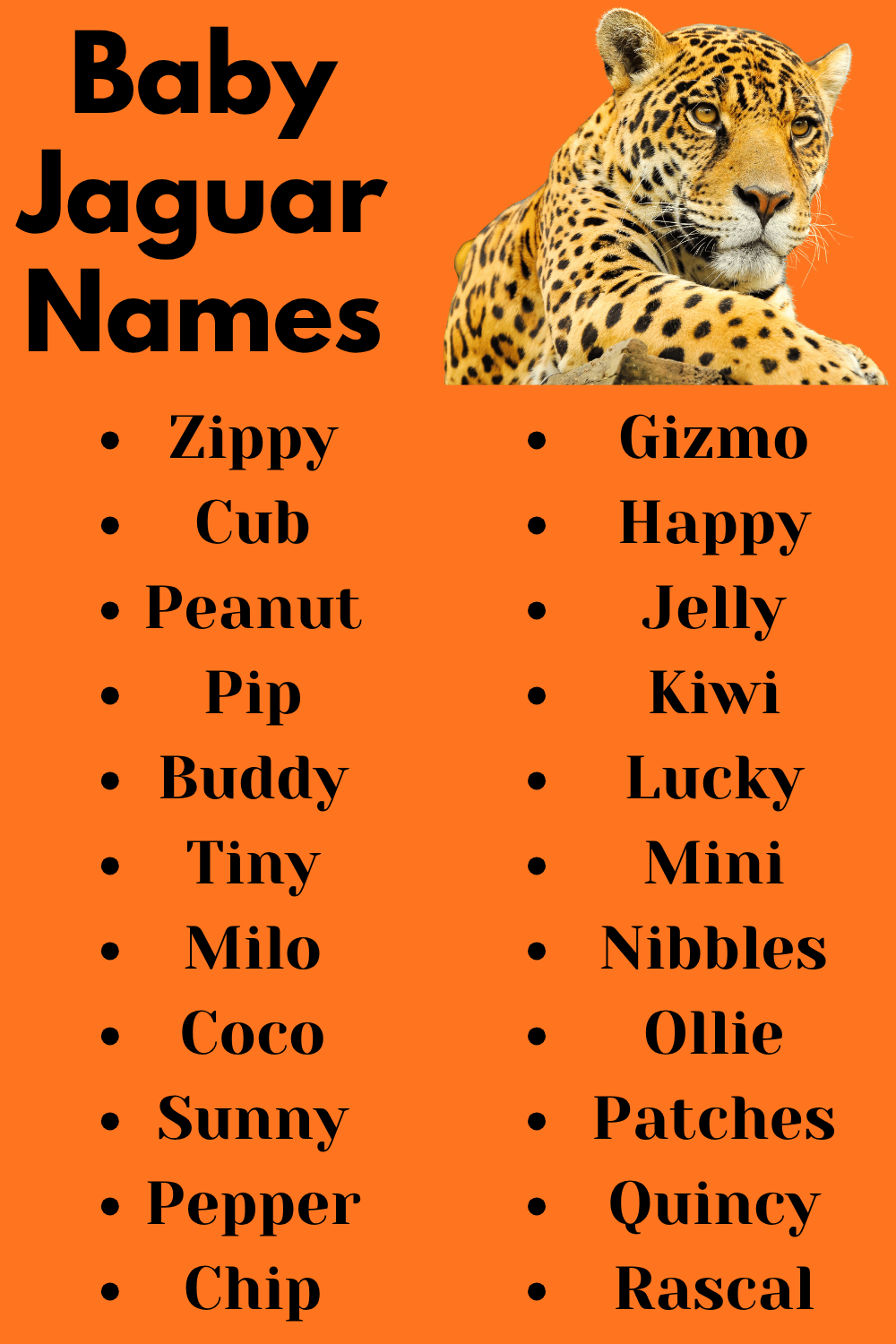 240+ Cool & Badass Jaguar Names For Your Powerful Pet