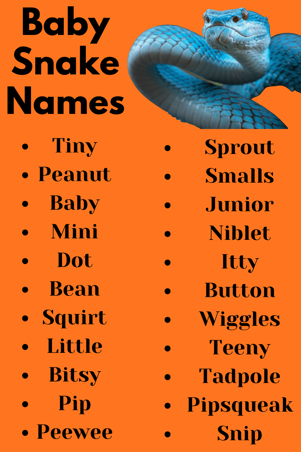 240+ Cute & Catchy Snake Names For Your Pet Snake