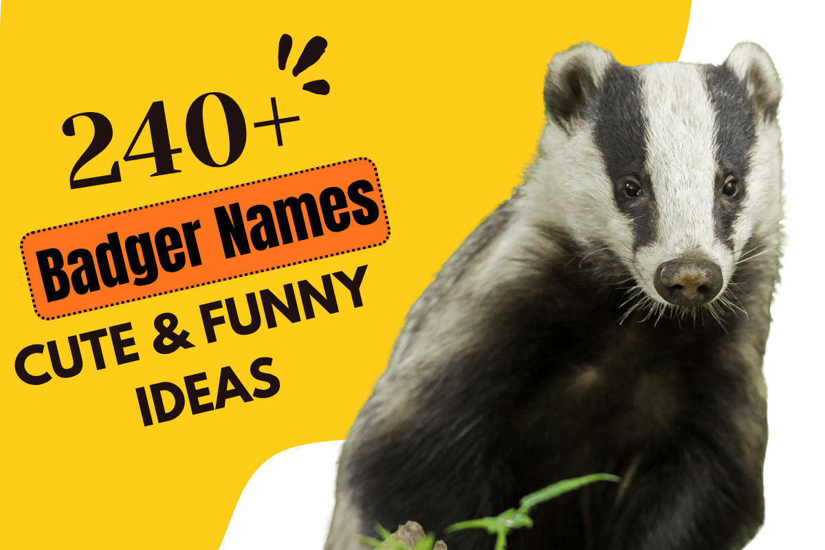 240+ Cute & Funny Badger Names For Your Unique Pet