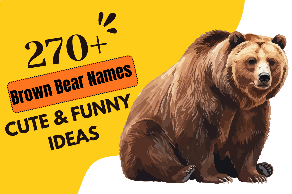 270+ Cool & Strong Brown Bear Names For Your Pet Bear