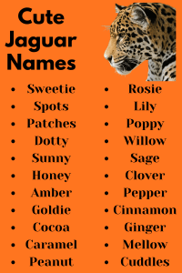 240+ Cool & Badass Jaguar Names For Your Powerful Pet