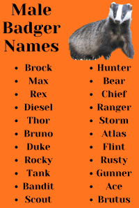240+ Cute & Funny Badger Names For Your Unique Pet