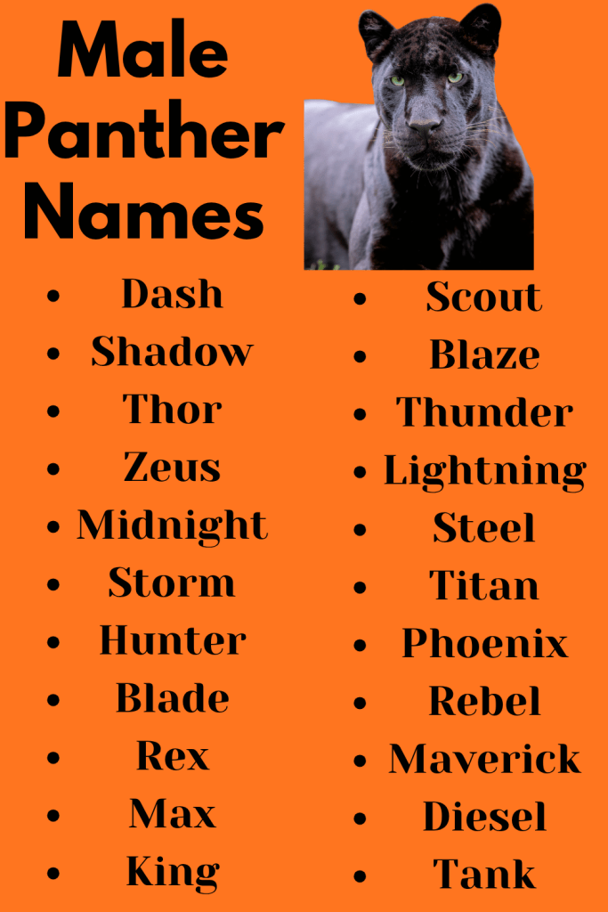 270+ Cool & Badass Panther Names For Your Black Buddy