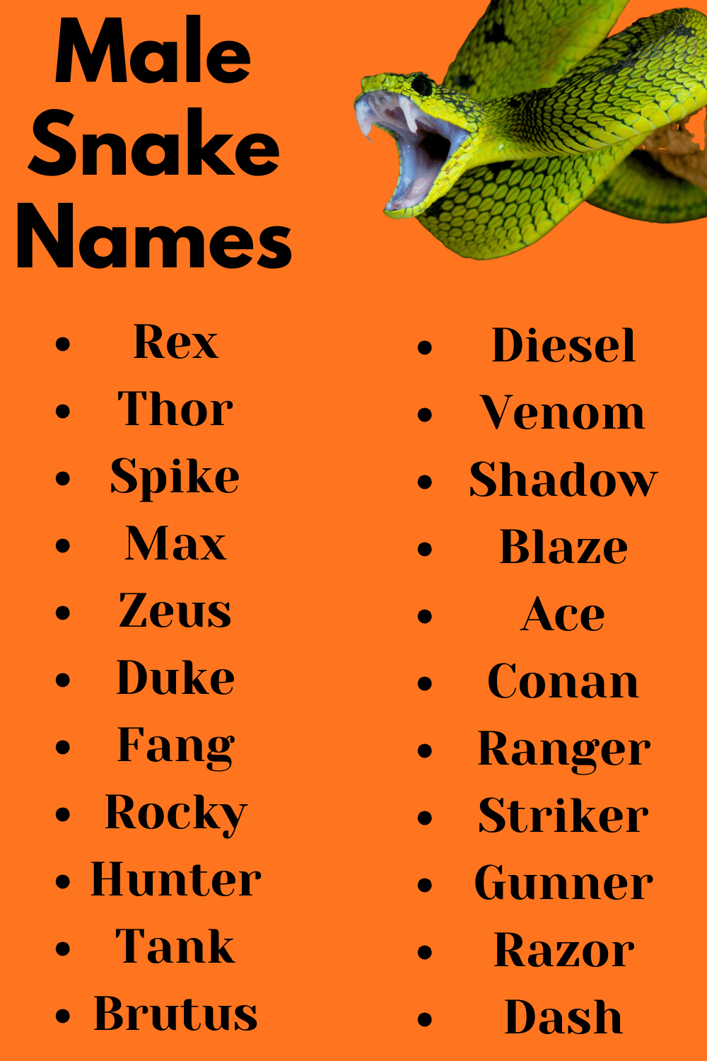 240+ Cute & Catchy Snake Names For Your Pet Snake