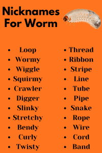 240+ Cute & Catchy Worm Names For Your Tiny Pet